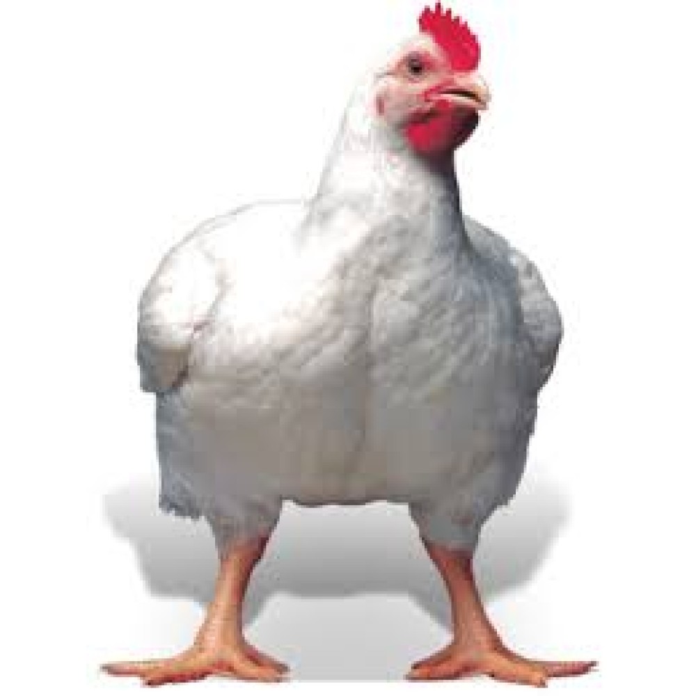 Chicken Special