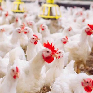 Ramlals Poultry and Feed Depot