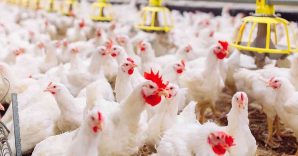 poultry